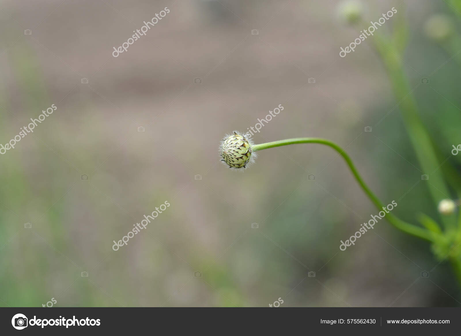 Giant Scabious Flower Bud Latin Name Cephalaria Gigantea Stock Photo by ...