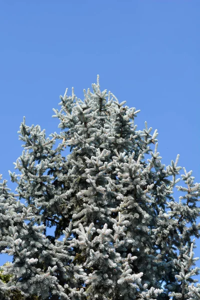 Blue spruce trees Stock Photos, Royalty Free Blue spruce trees Images ...