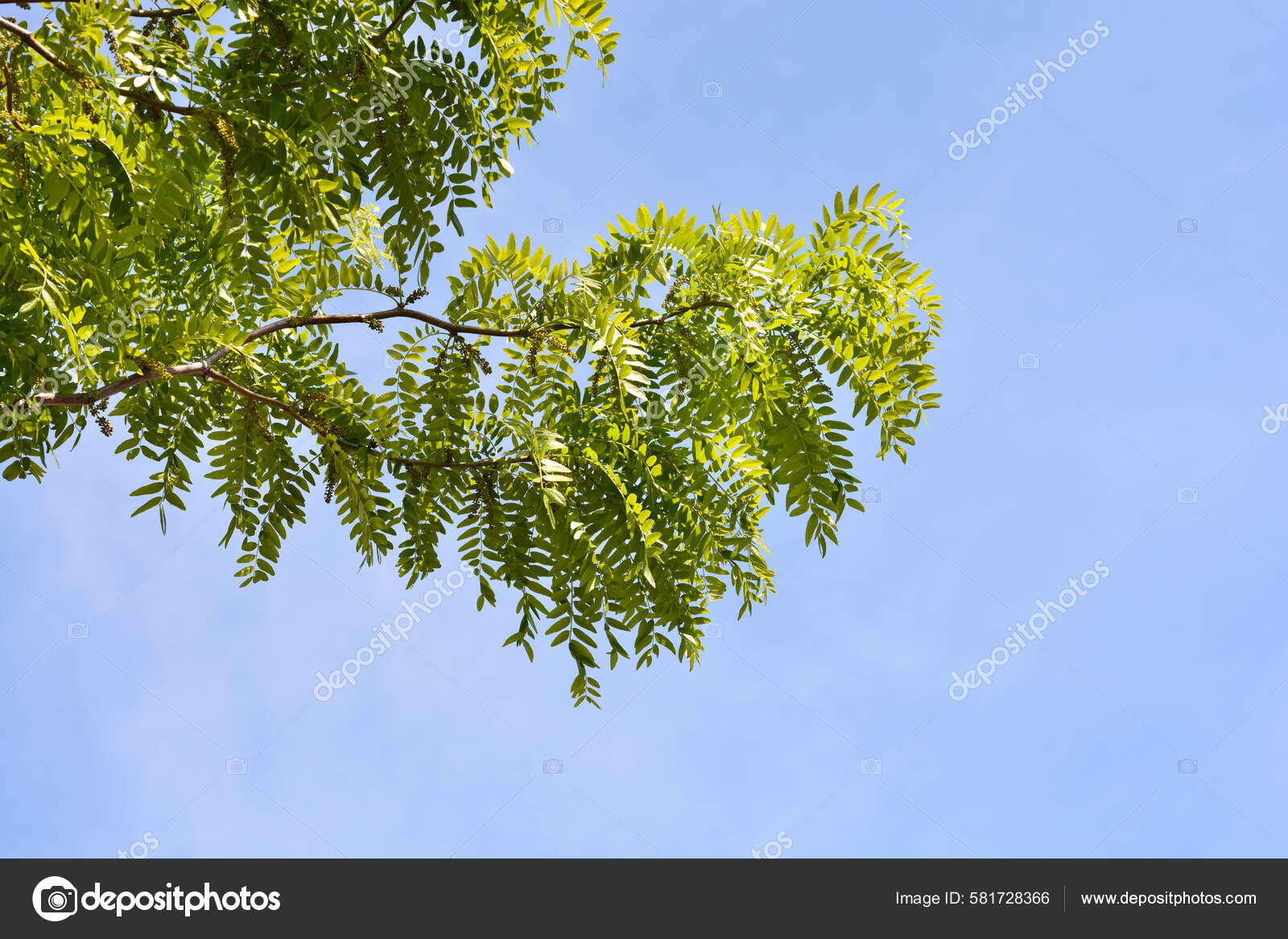 Thornless Honey Locust Branches Blue Sky Latin Name Gleditsia ...