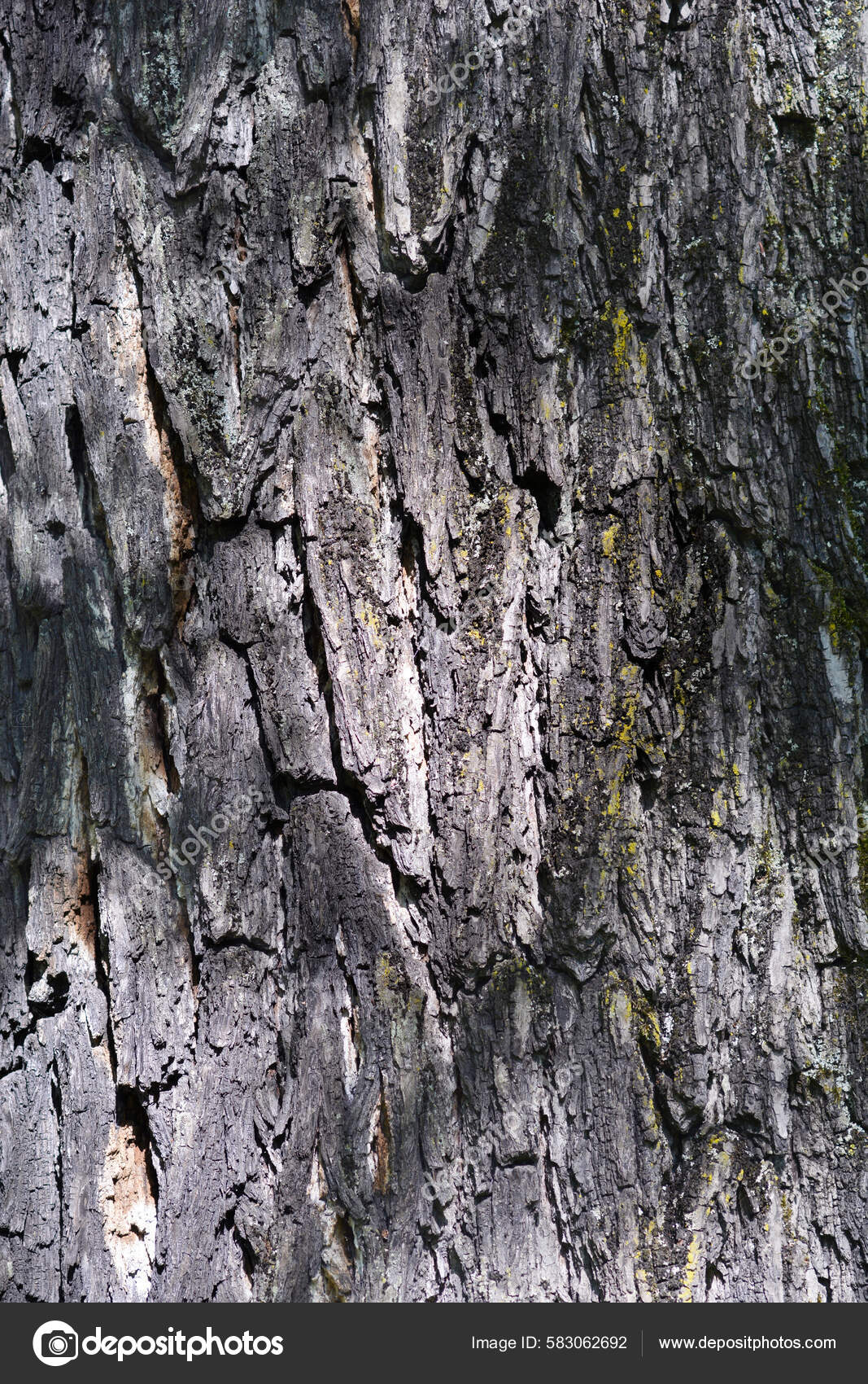 Eastern Black Walnut Bark Detail Latin Name Juglans Nigra Stock Photo ...