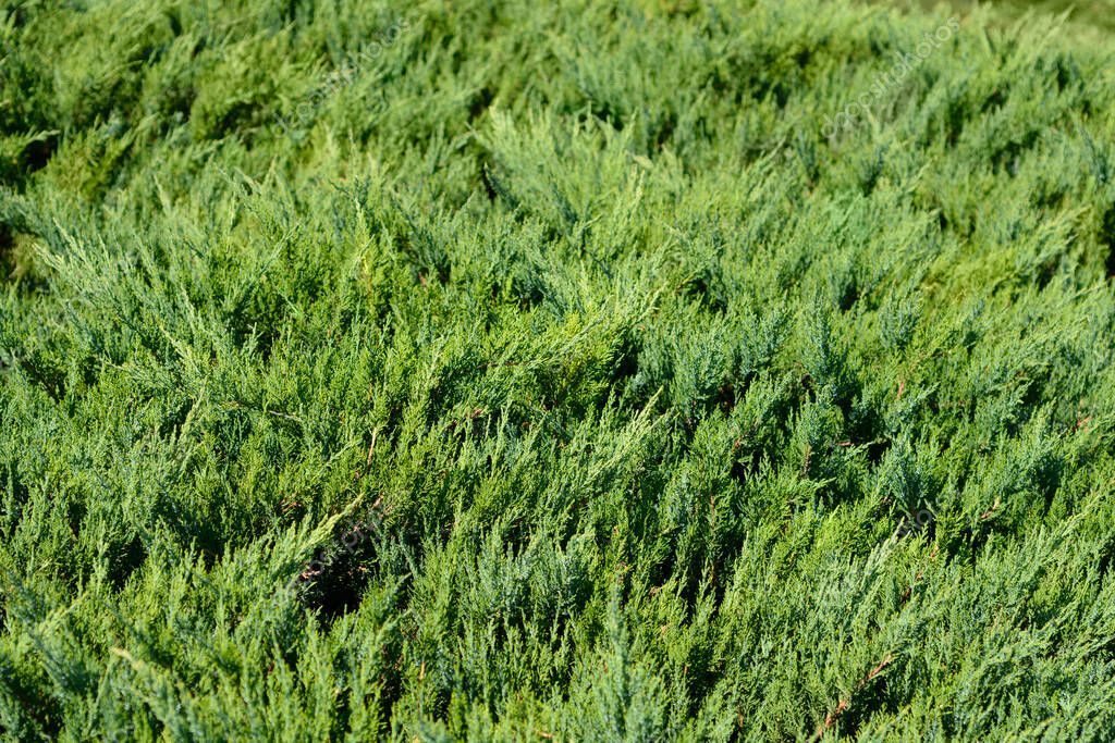 Pfitzer Ramas de enebro - Nombre latino - Juniperus x media Pfitzeriana ...