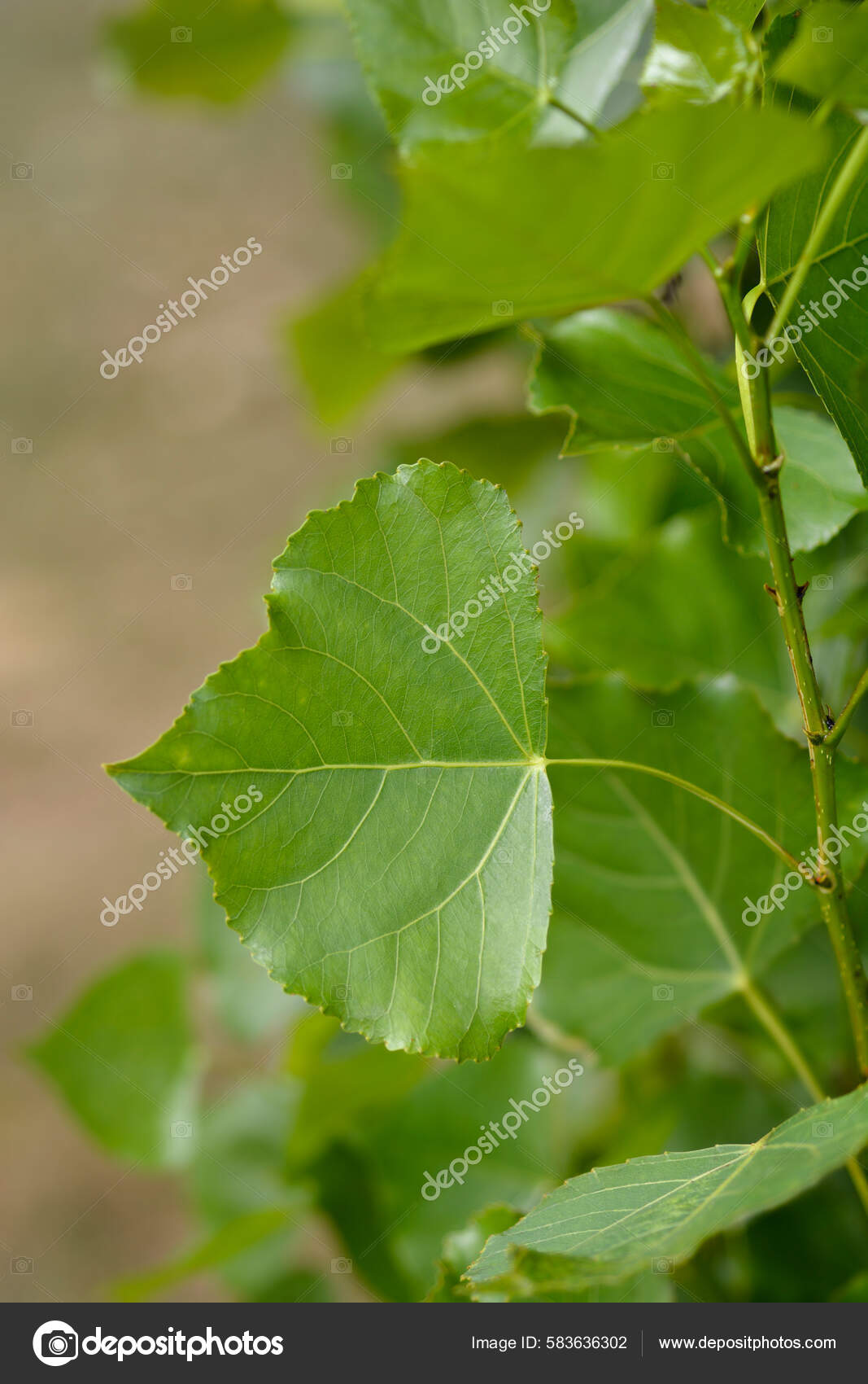 Populus Nigra Leaf