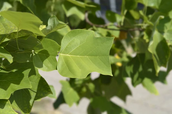 Tulip tree leaves - Latin name - Liriodendron tulipifera - Stock Image ...