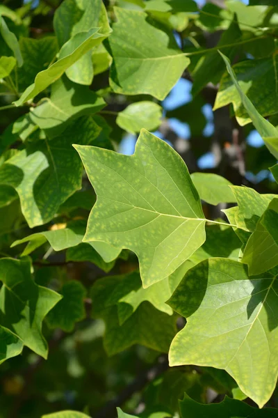 Tulip tree leaves - Latin name - Liriodendron tulipifera - Stock Image ...