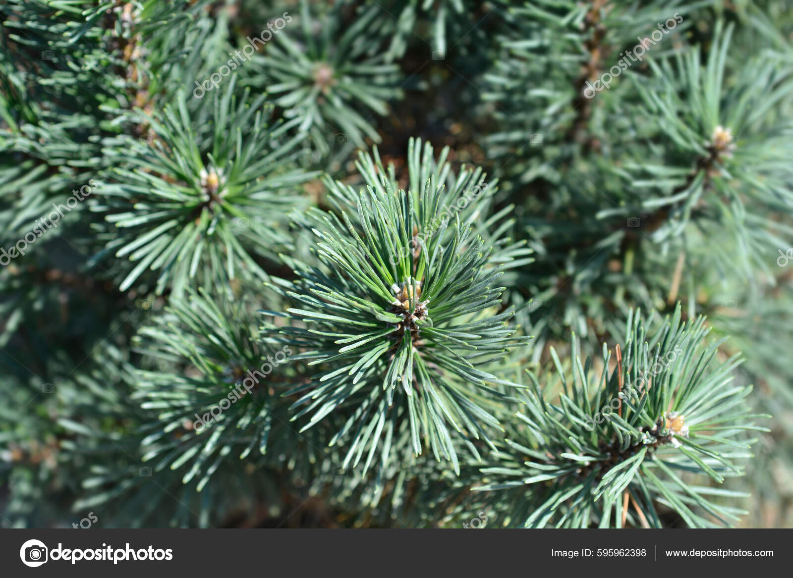 Pinus Edulis Dwarf Discounts Online | www.oceanproperty.co.th