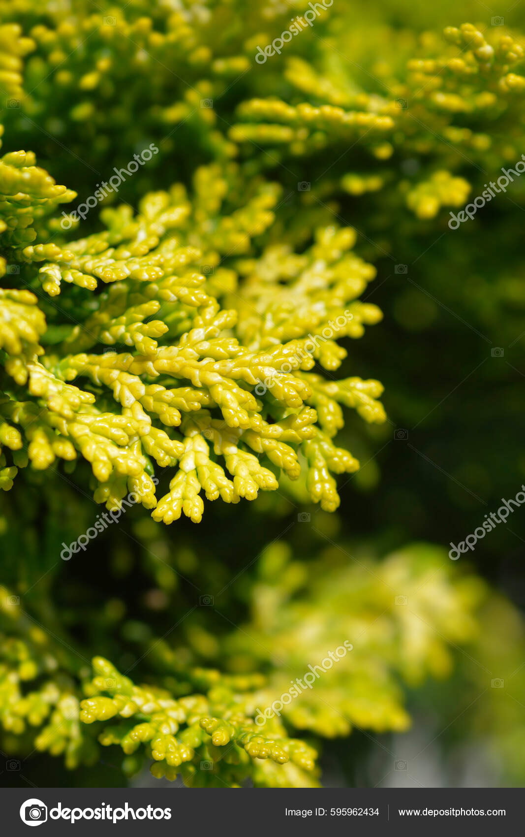 Dwarf Golden Hinoki Cypress Branches Latin Name Chamaecyparis Obtusa ...