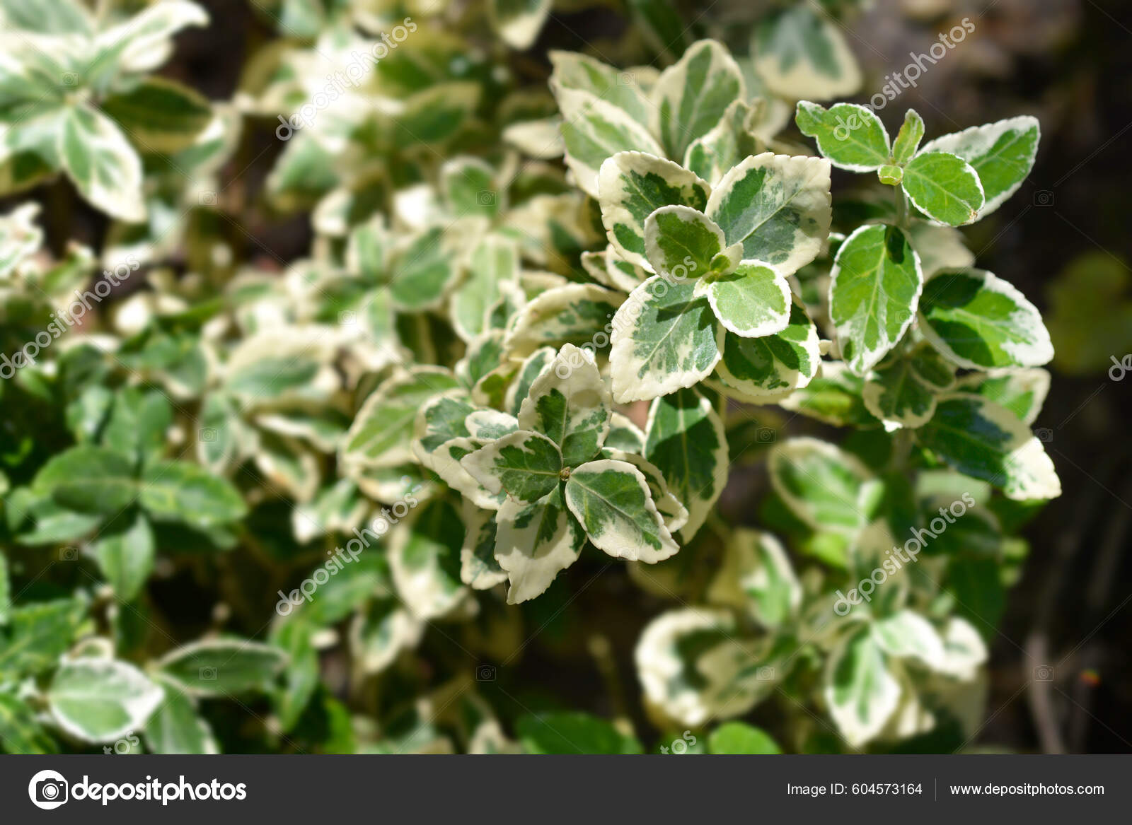 Euonymus Fortunei Wintercreeper