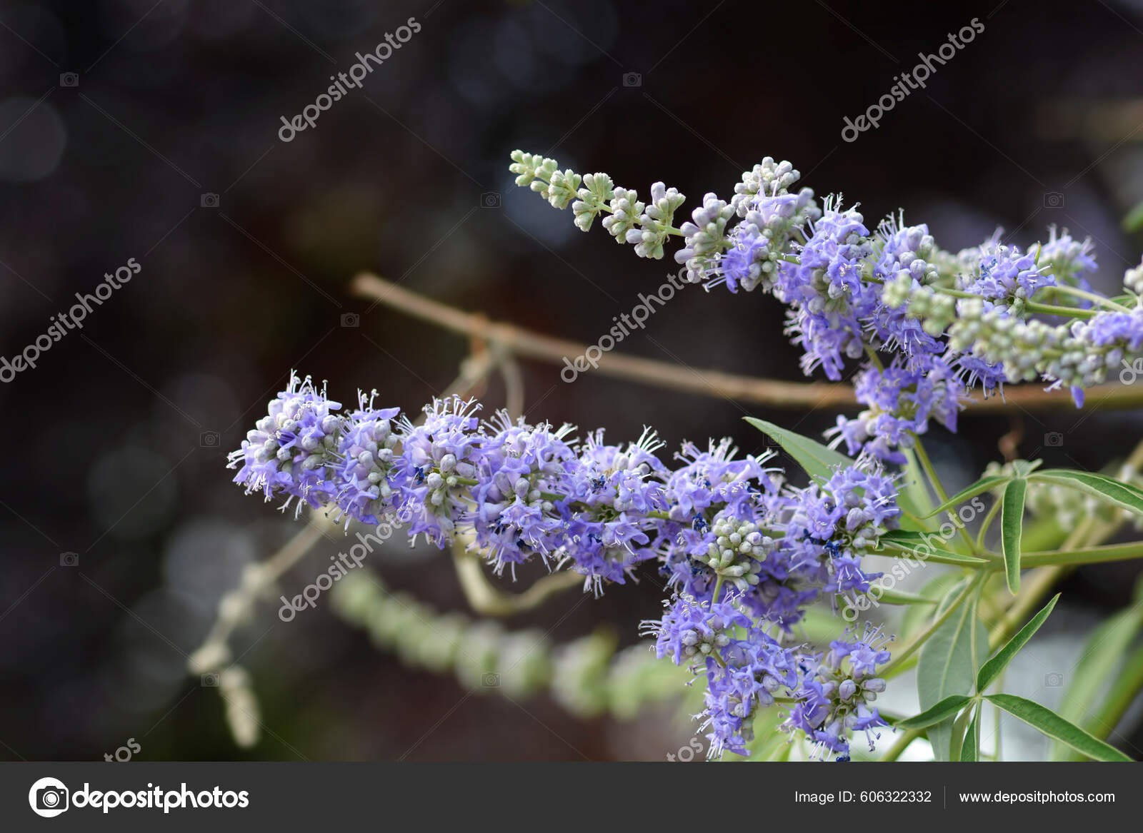 Vitex Agnus Castus