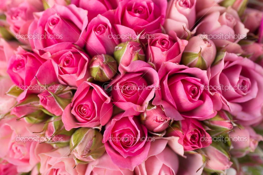 Lindas flores rosas rosa — Fotografias de Stock © popovich-vl #41192237