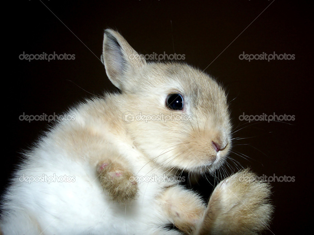 Bunny running in the dark — Stock Photo © #21121865