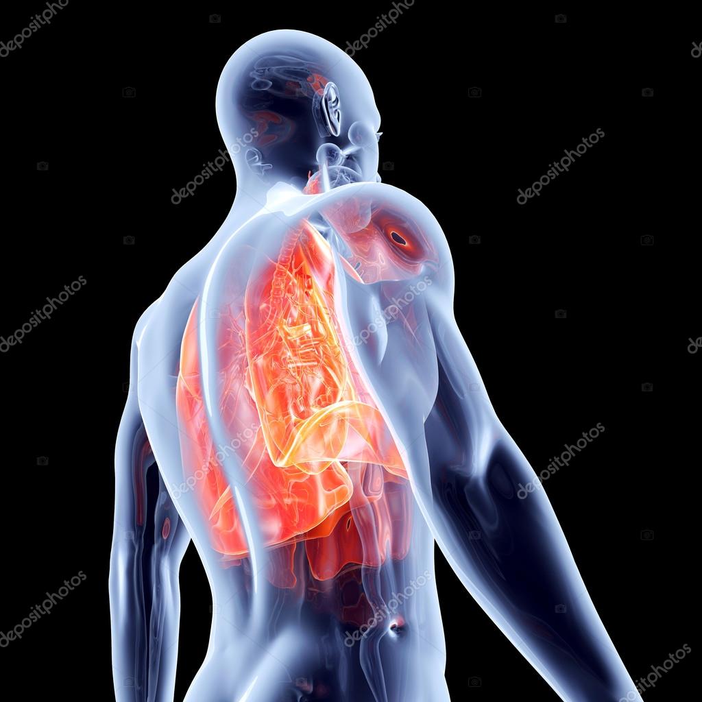 narządy wewnętrzne - płuca — Zdjęcie stockowe © Spectral #22710325