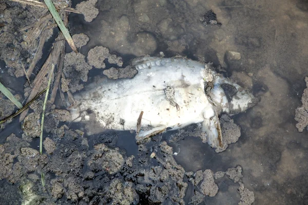 Poisson pourri mort Stock Photos, Royalty Free Poisson pourri mort ...