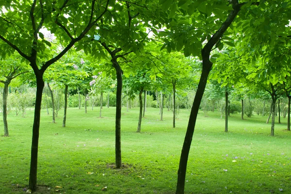 Segundo ramos Stock Photos, Royalty Free Segundo ramos Images ...