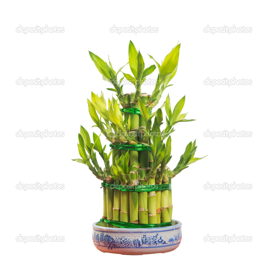 Potted Stock Photo by ©Liufuyu 21648047