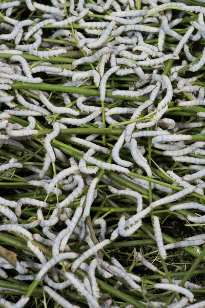 Silkworm - Stock Image - Everypixel