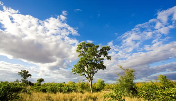 Bushveld Stock Photos, Royalty Free Bushveld Images | Depositphotos