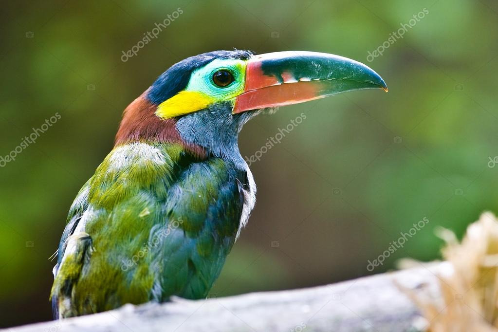 Beautiful tucan, sitting on a branch — Stock Photo © palko72 #17633163
