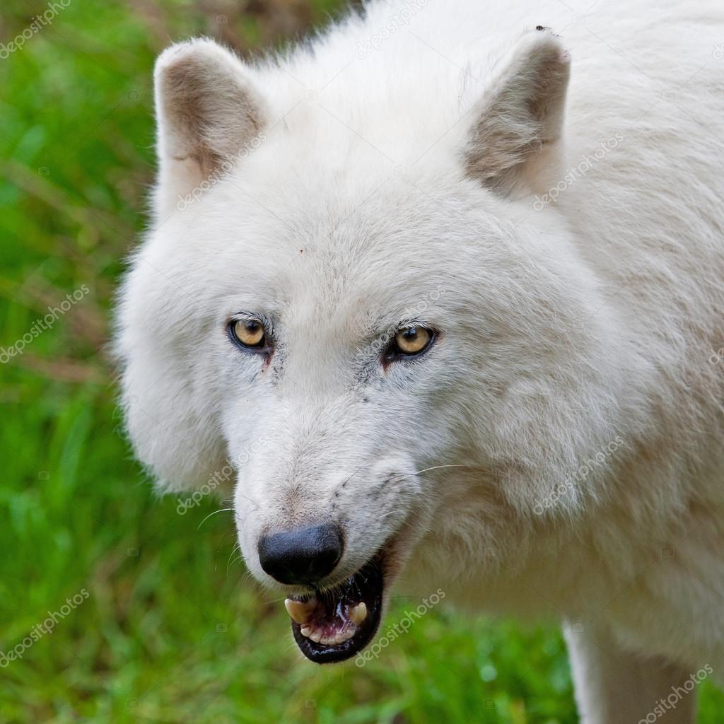 Snarling White Wolf