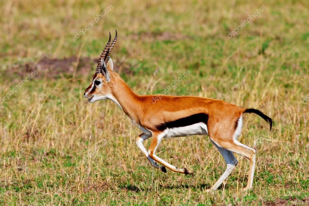 Fotos de Gacela masculina de Grant en el Parque Nacional Maasai Mara ...
