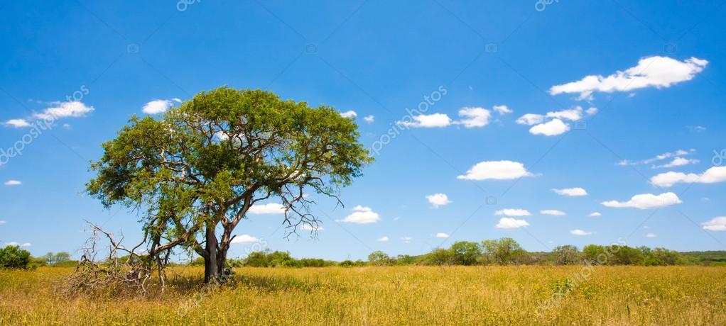 African landscape with blue sky and clouds in Kruger National Park ...