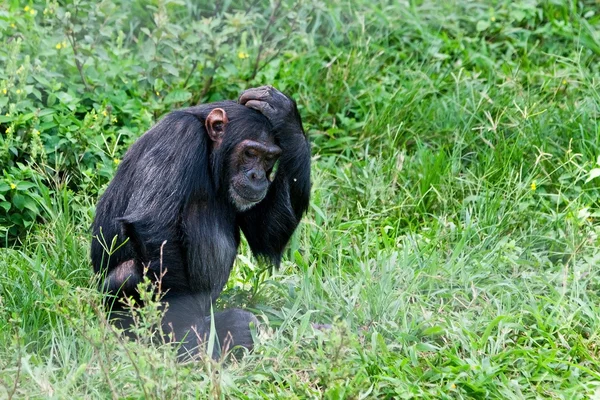 Monkey in nature Stock Photo by ©palko72 18514177