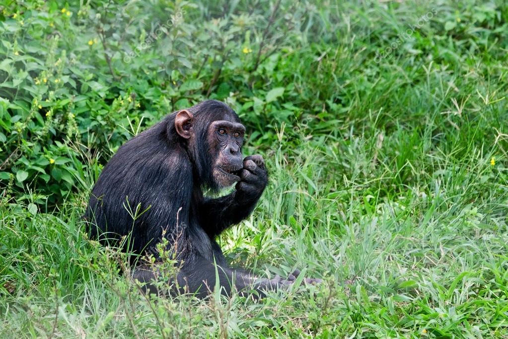 Monkey in nature Stock Photo by ©palko72 18514177