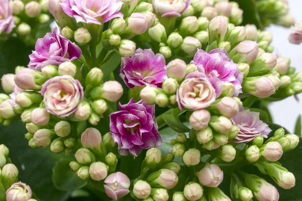 Queen elizabeth flowers Stock Photos, Royalty Free Queen elizabeth ...