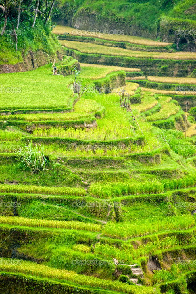 Amazing Rice Terrace field, Ubud, Bali, Indonesia. Stock Photo by ...