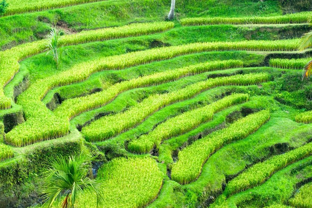 Amazing Rice Terrace field, Ubud, Bali, Indonesia. Stock Photo by ...