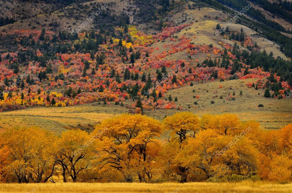 Forest of Pine, Aspen and Pine Trees in Fall Stock Photo by ©eric1513 ...