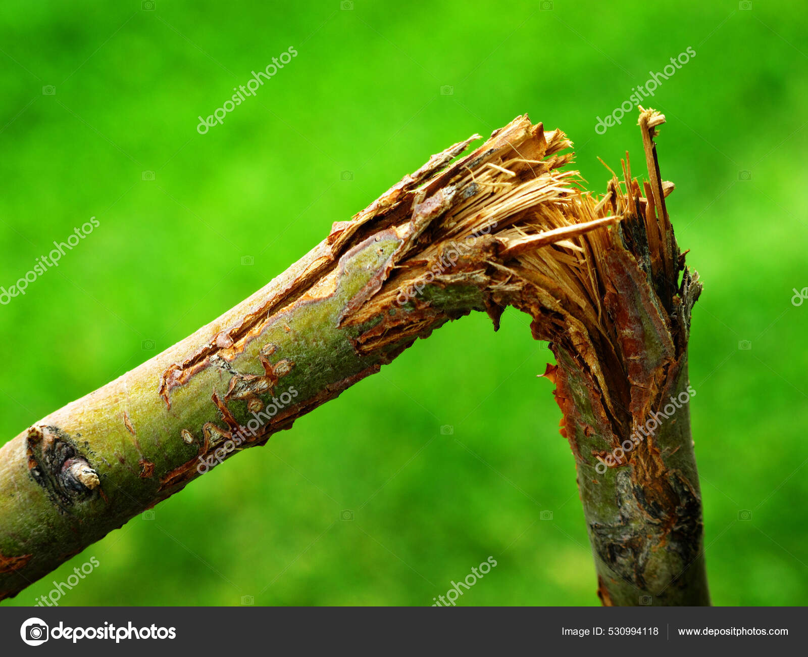 Rama Rota En El Suelo Espacios Seguros 🏳🌈🏳⚧ | [💞🌀]