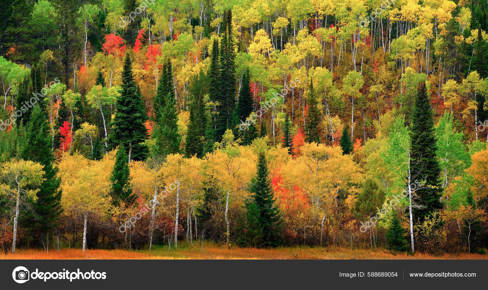 Forest Aspen Birch Pine Trees Forrest Wild Wilderness Mountains — Stock ...