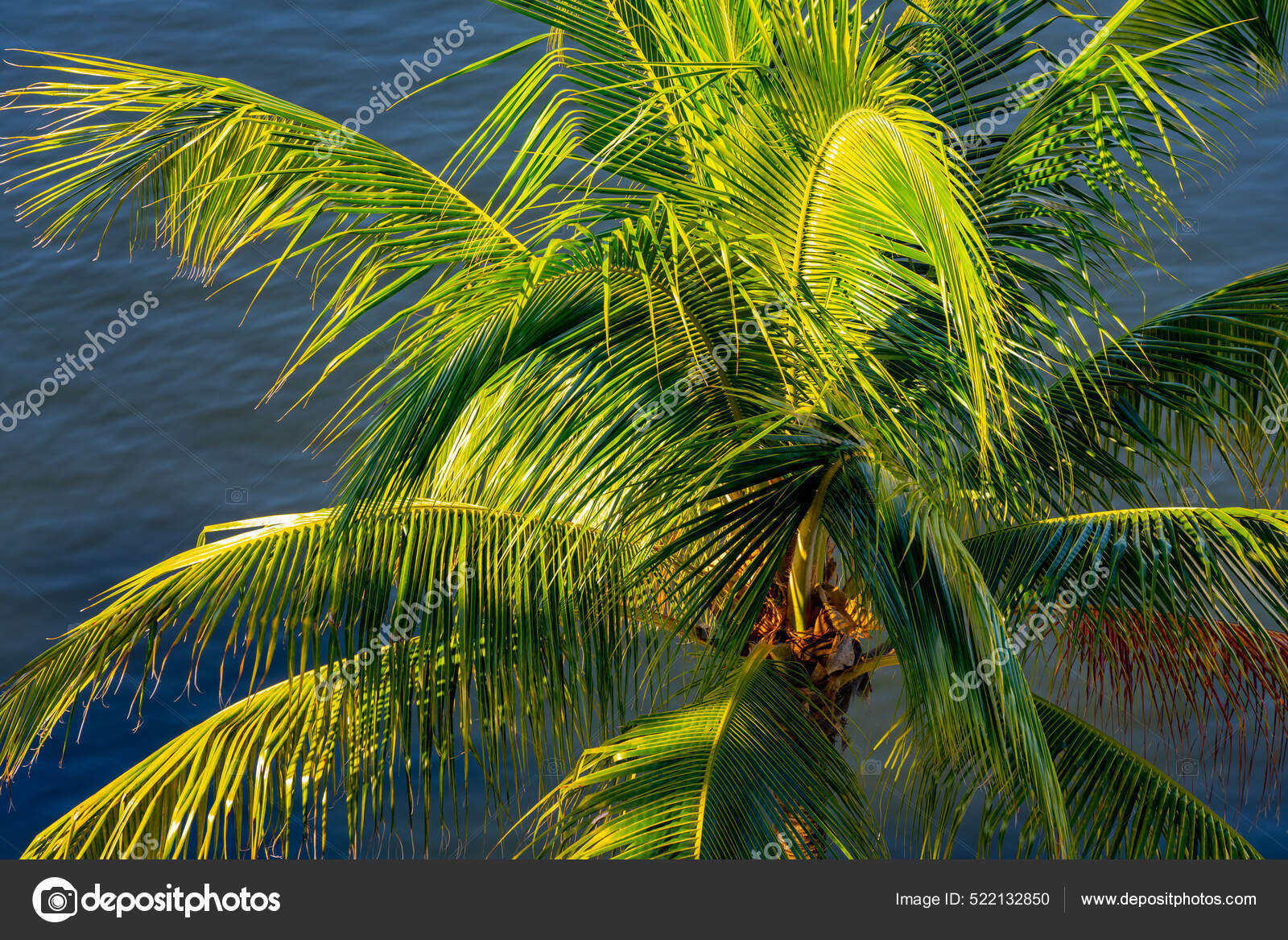 Beautiful Palm Tree Water Background Stock Photo by ©felixtm 522132850