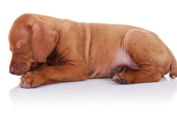 Cute vizsla | Cute vizsla puppy sleeping — Stock Photo © feedough #3921575