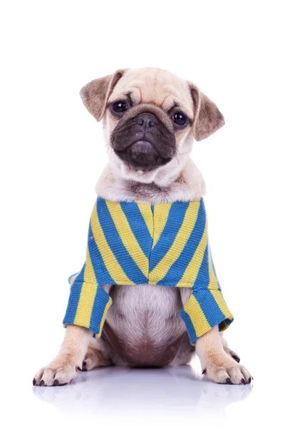 Four dressed mops puppy dogs — Stock Photo © feedough #10185009