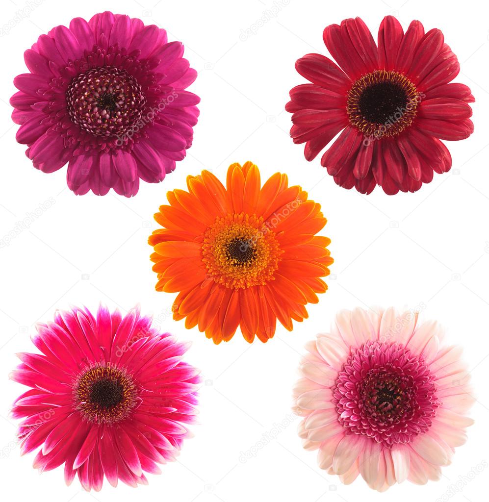 Five gerbera flowers of different colours — Stock Photo © feedough ...