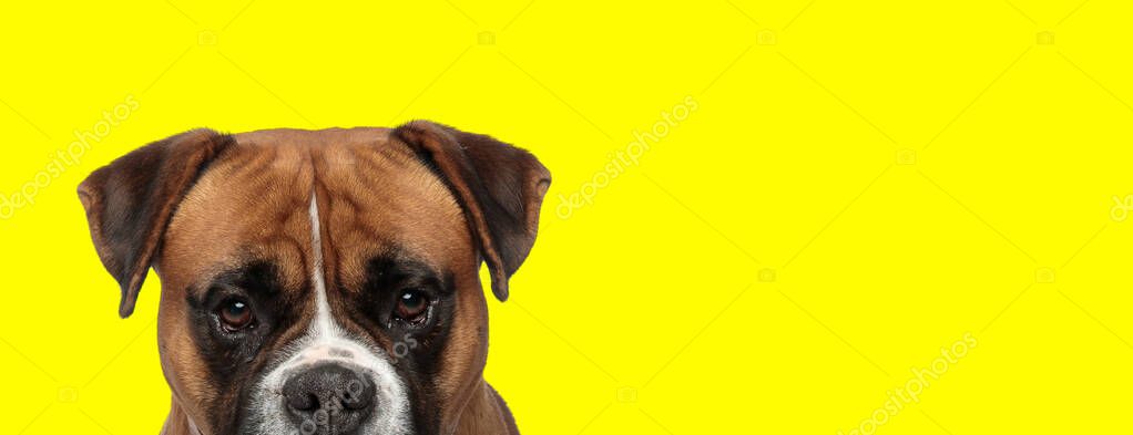 Boxer dog face Stock Photos, Royalty Free Boxer dog face Images ...