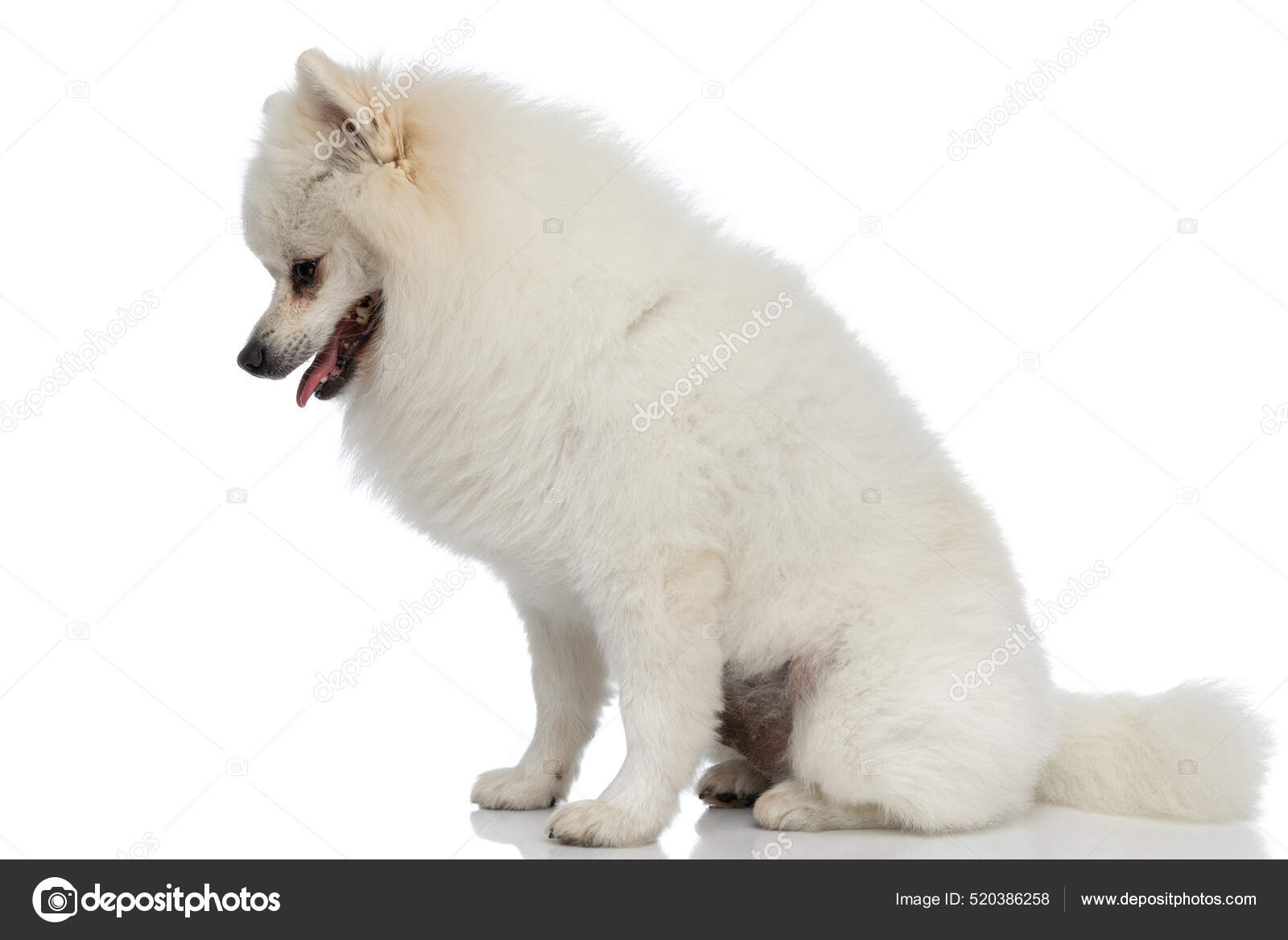 Side View Little Pomeranian Dog Looking Panting Sitting White ...