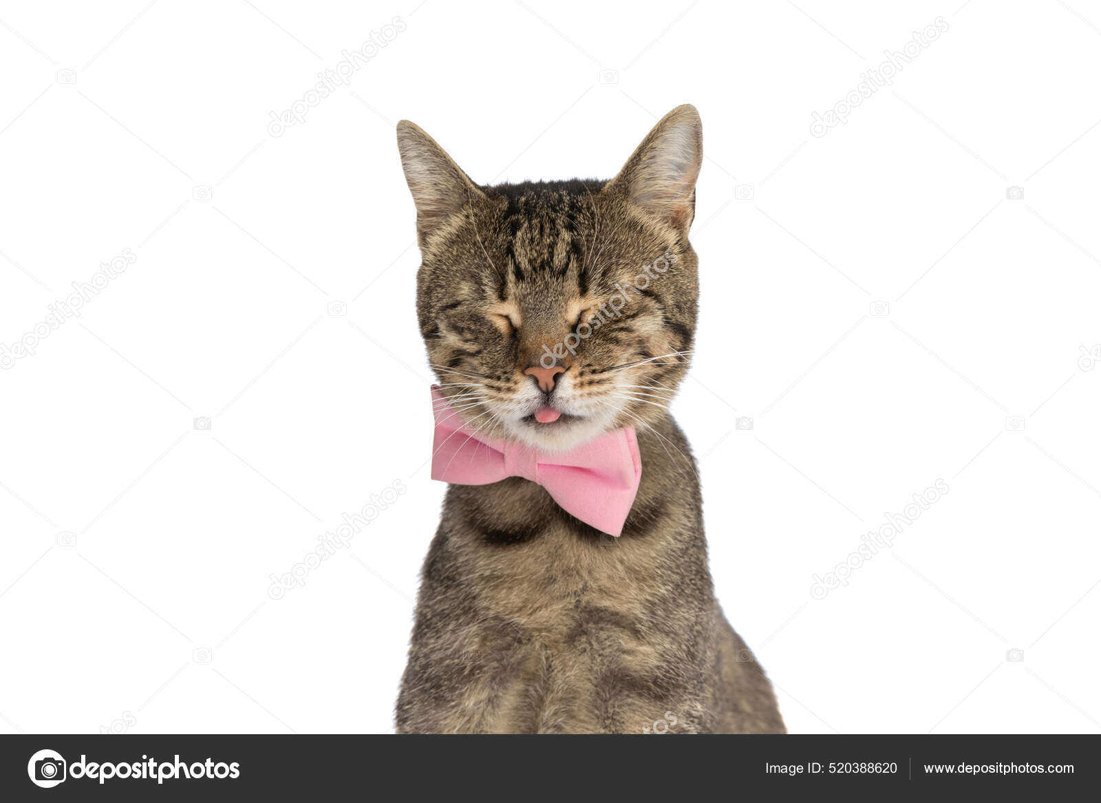 Seated Metis Cat Sticking Her Tongue Out Eyes Closed Mocking Stock ...