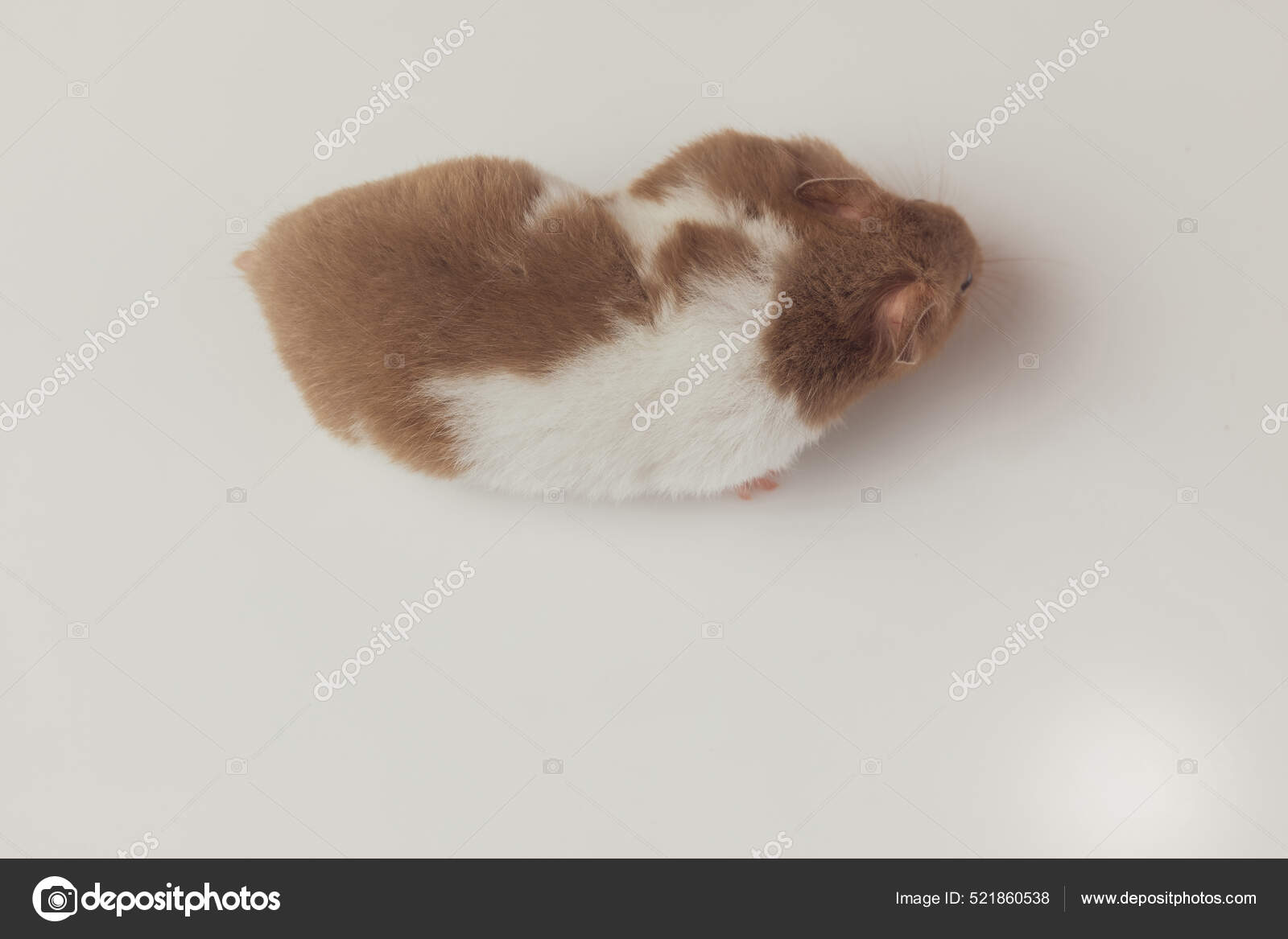 Vista Superior Hámster Sirio Pie Sobre Fondo Blanco Del Estudio — Foto ...