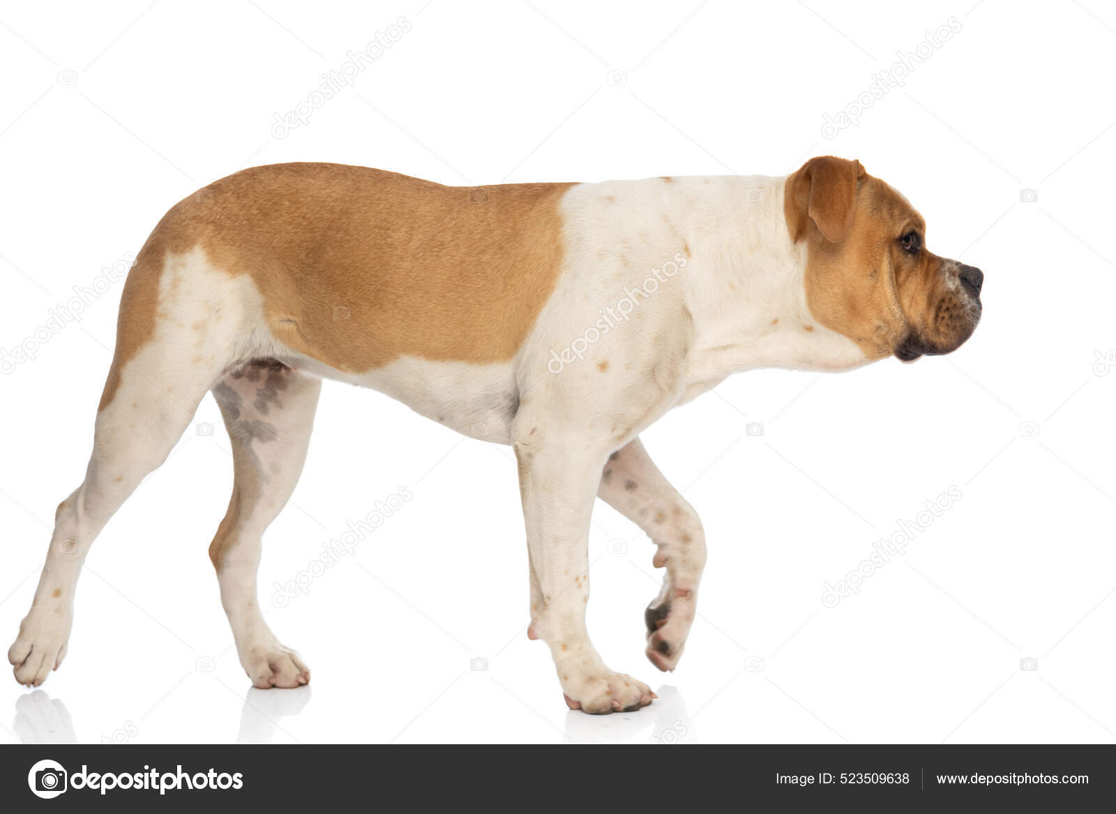 Side View Beautiful American Bulldog Walking His Way White Background — Stock Photo © feedough ...