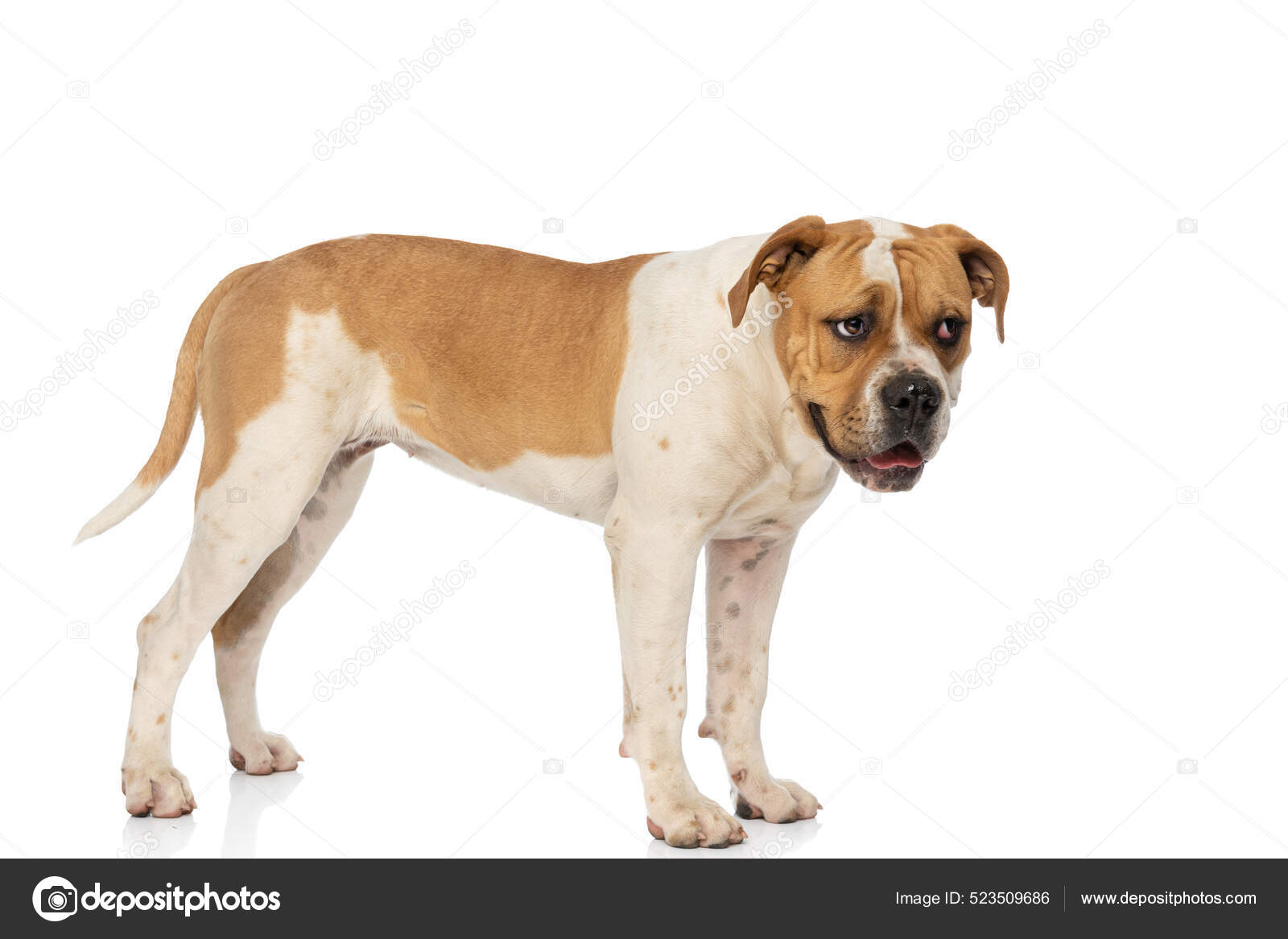 Side View Beautiful American Bulldog Dog Panting Standing White ...