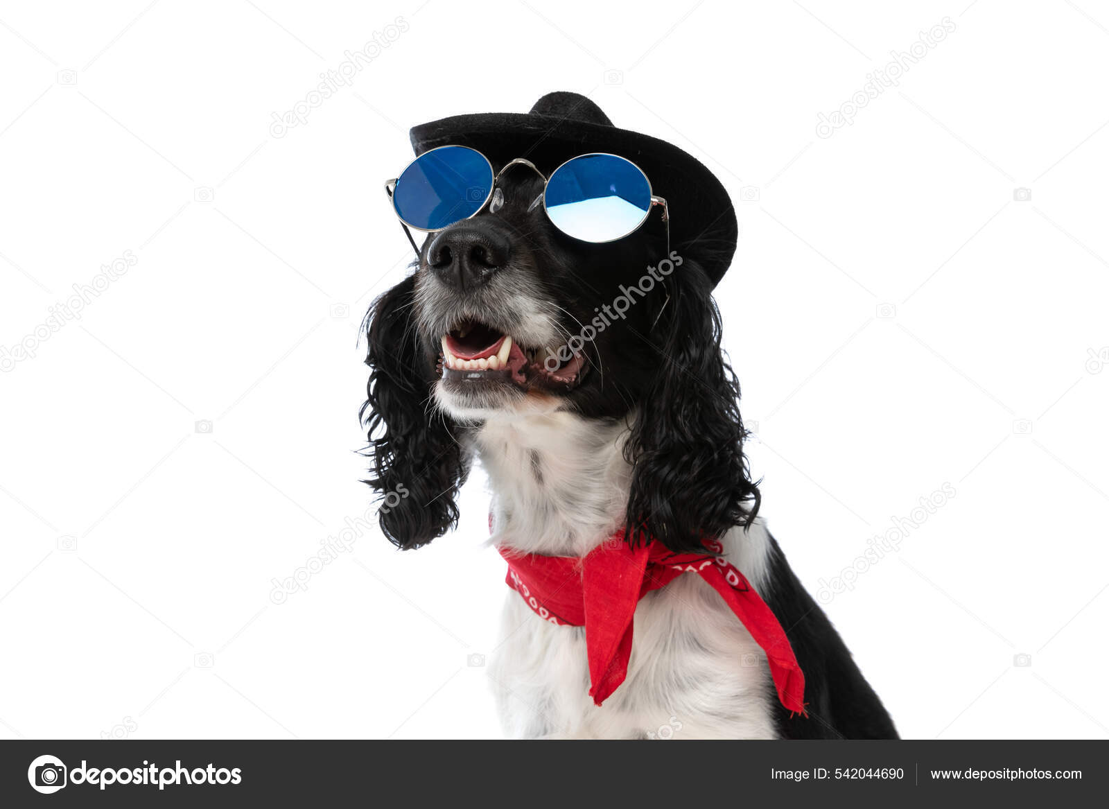 English Springer Spaniel Red And White