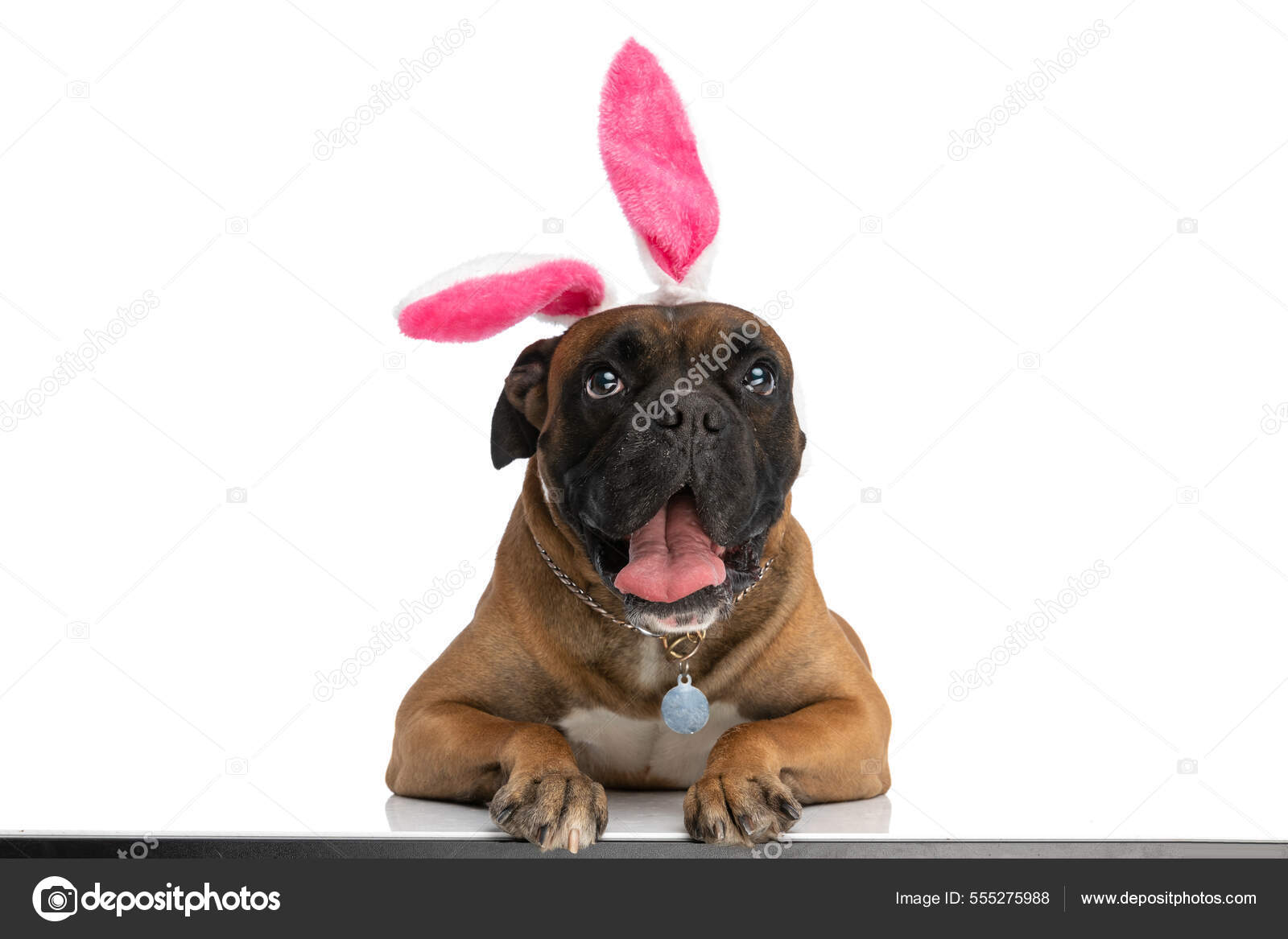 Curioso Perro Boxeador Con Orejas Conejo Diadema Mirando Hacia Arriba ...