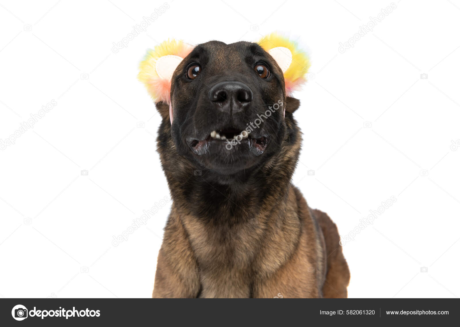 Scared German Shepherd Puppy