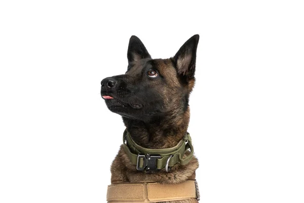 Swat police dog Stock Photos, Royalty Free Swat police dog Images ...