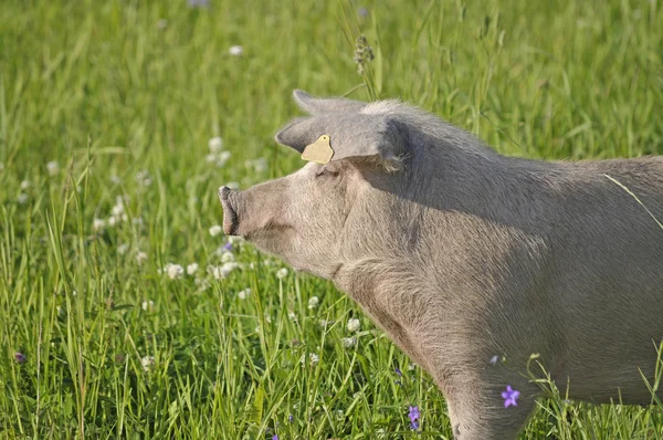 Limousin pig Stock Photos, Royalty Free Limousin pig Images | Depositphotos