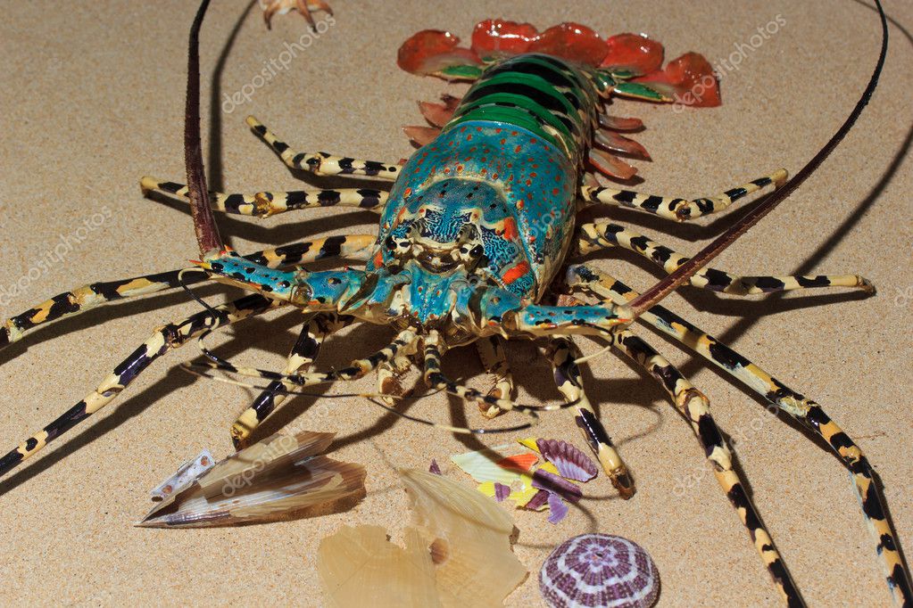 Languster langouste eller rock hummer — Stockfotografi © netfalls #21701837