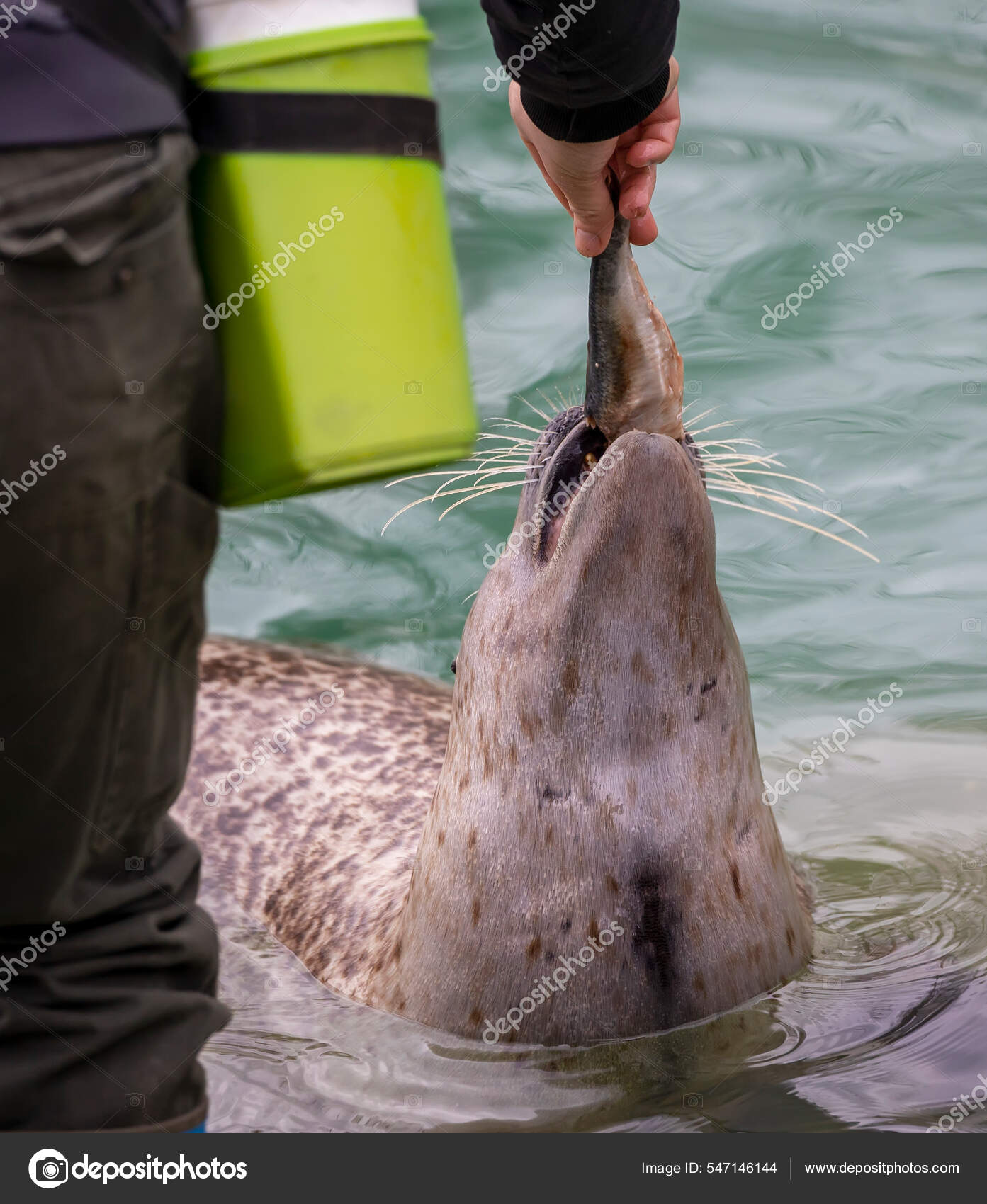 Feeding Seal Fish Zoo Stock Photo by ©joruba75 547146144