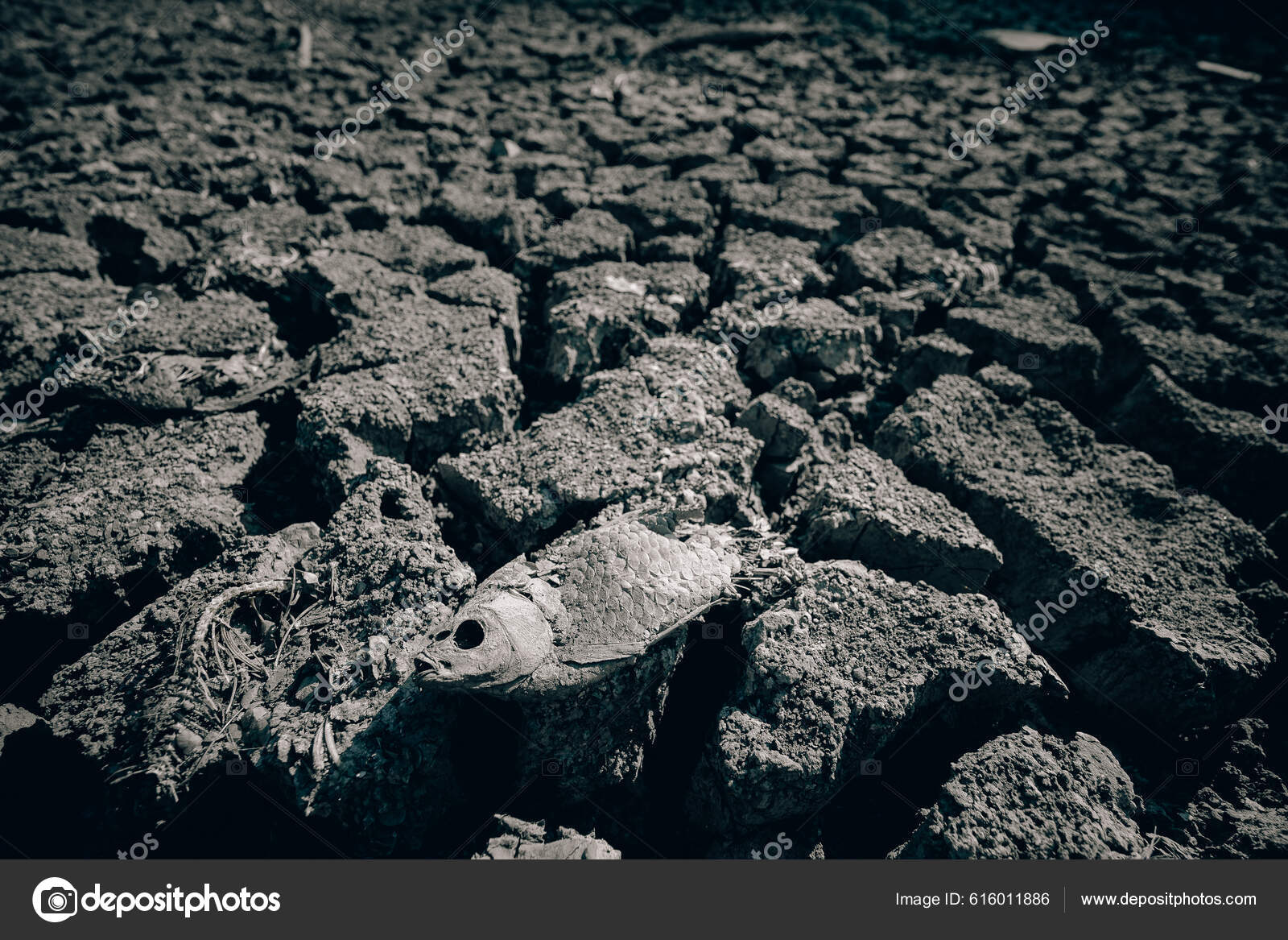 Badland Dried Cracked Soil Dead Fish — Stock Photo © joruba75 #616011886